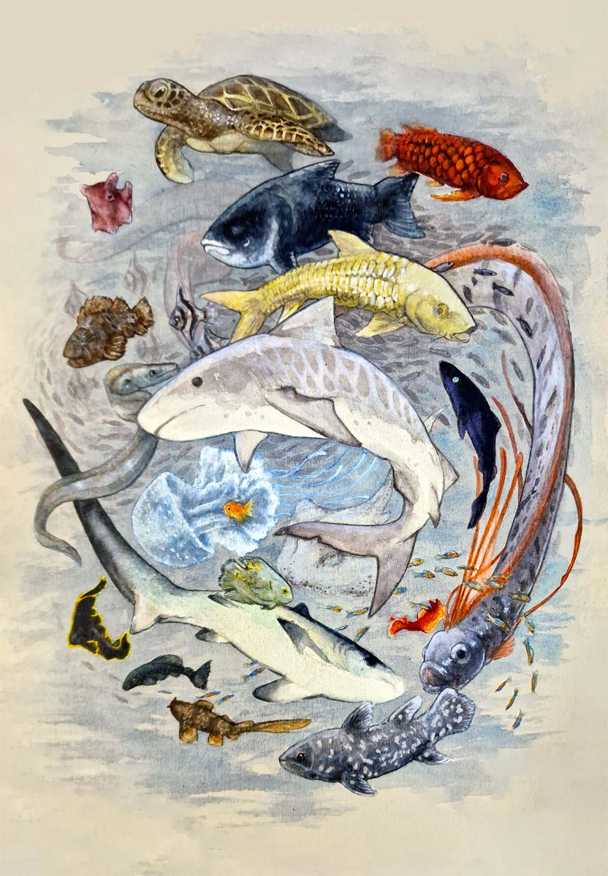 23 aquatic species in watercolor | art | Digg