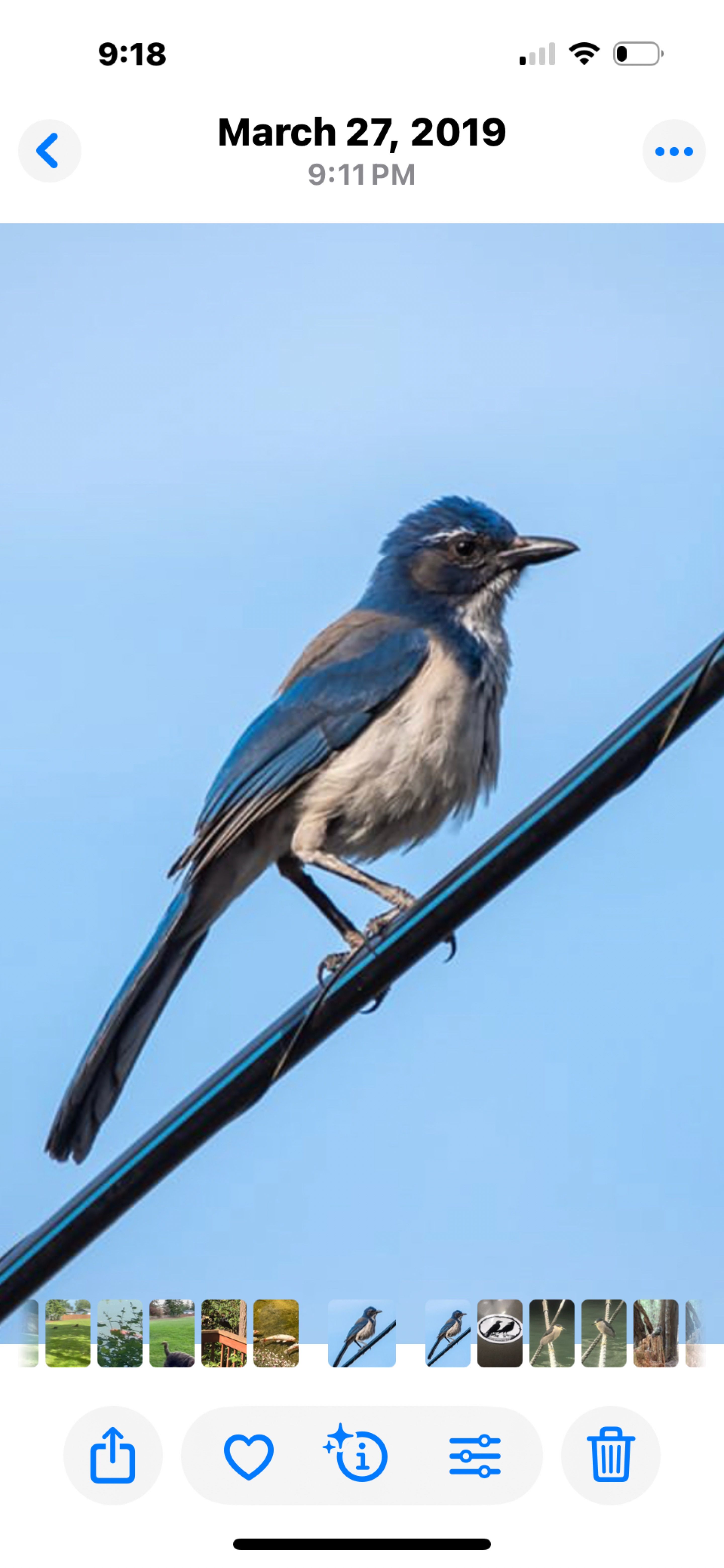 Scrub Jay | Birds | Digg