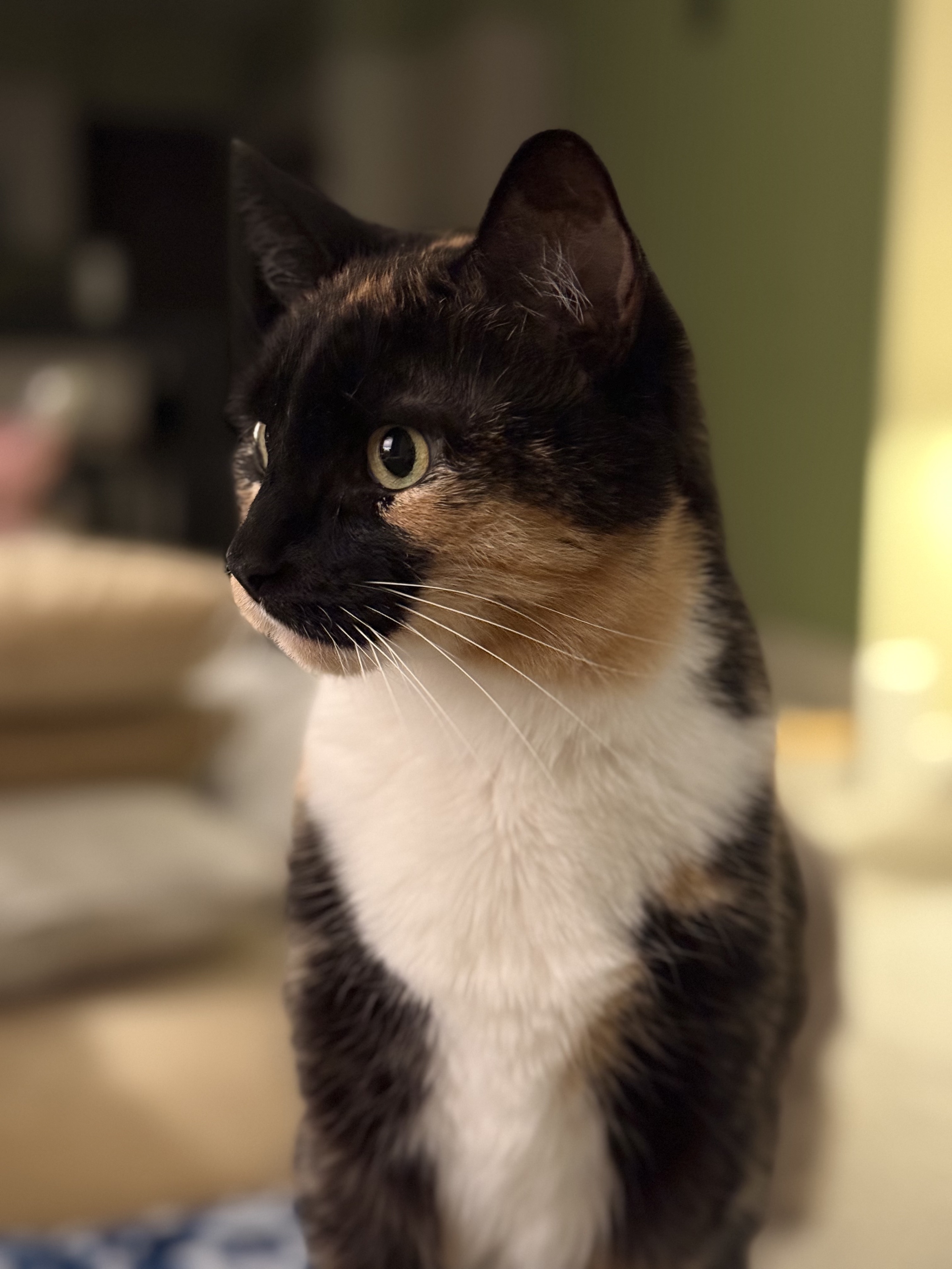 Cat | Calicokitties | Digg