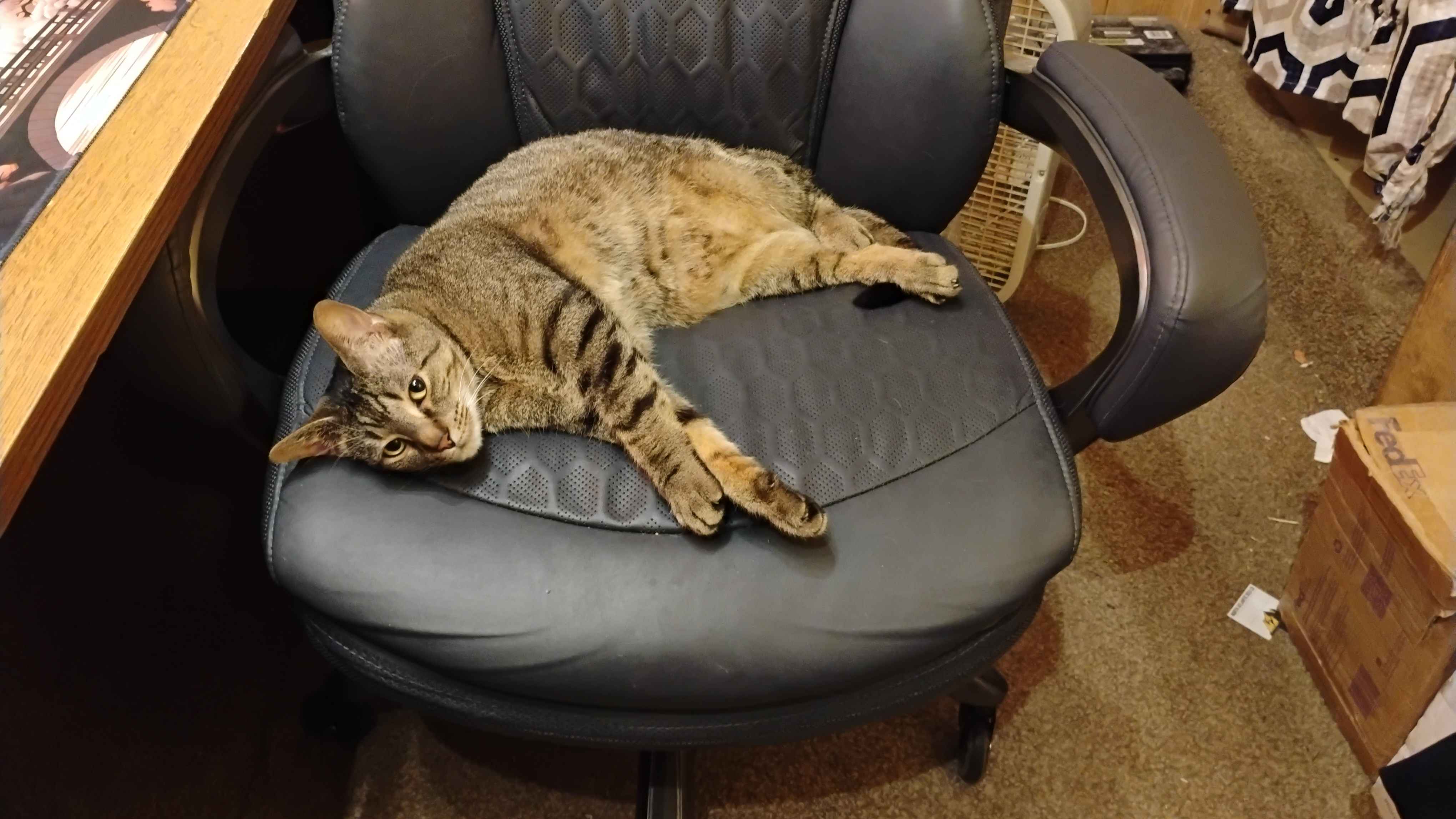 Moose says hi | Cats | Digg