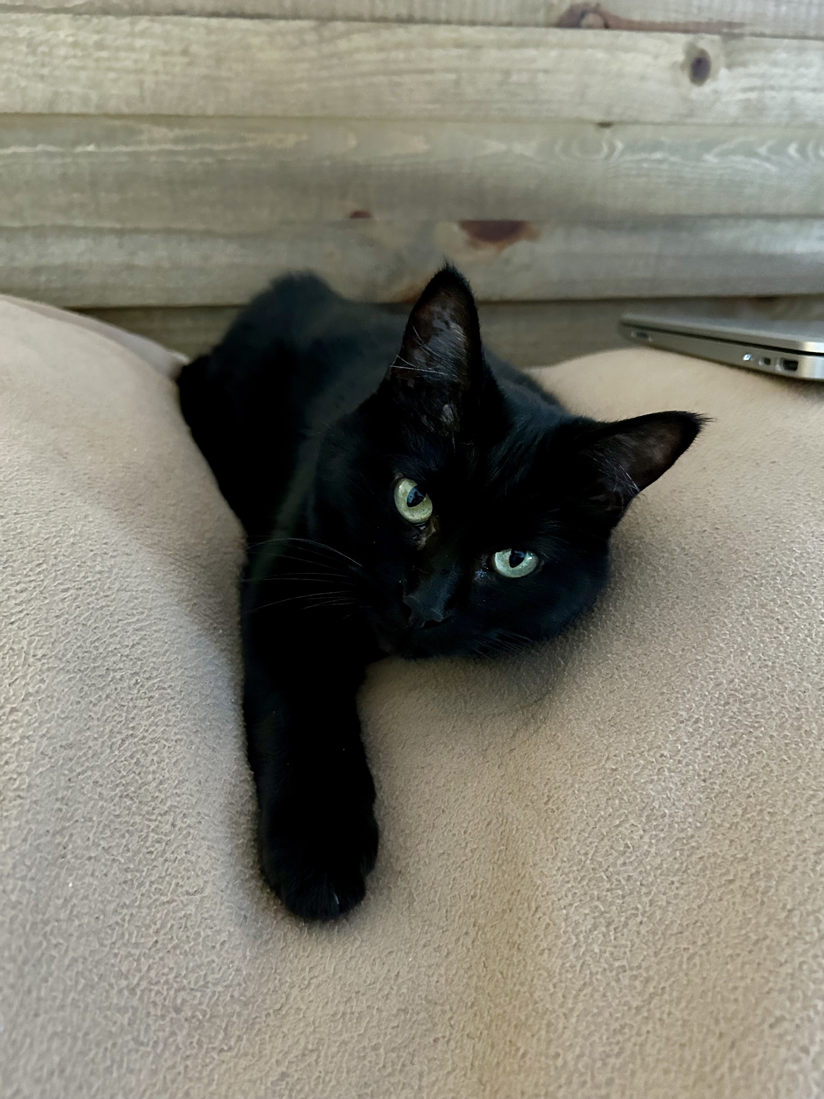 Hi from Phyllis | Cats | Digg