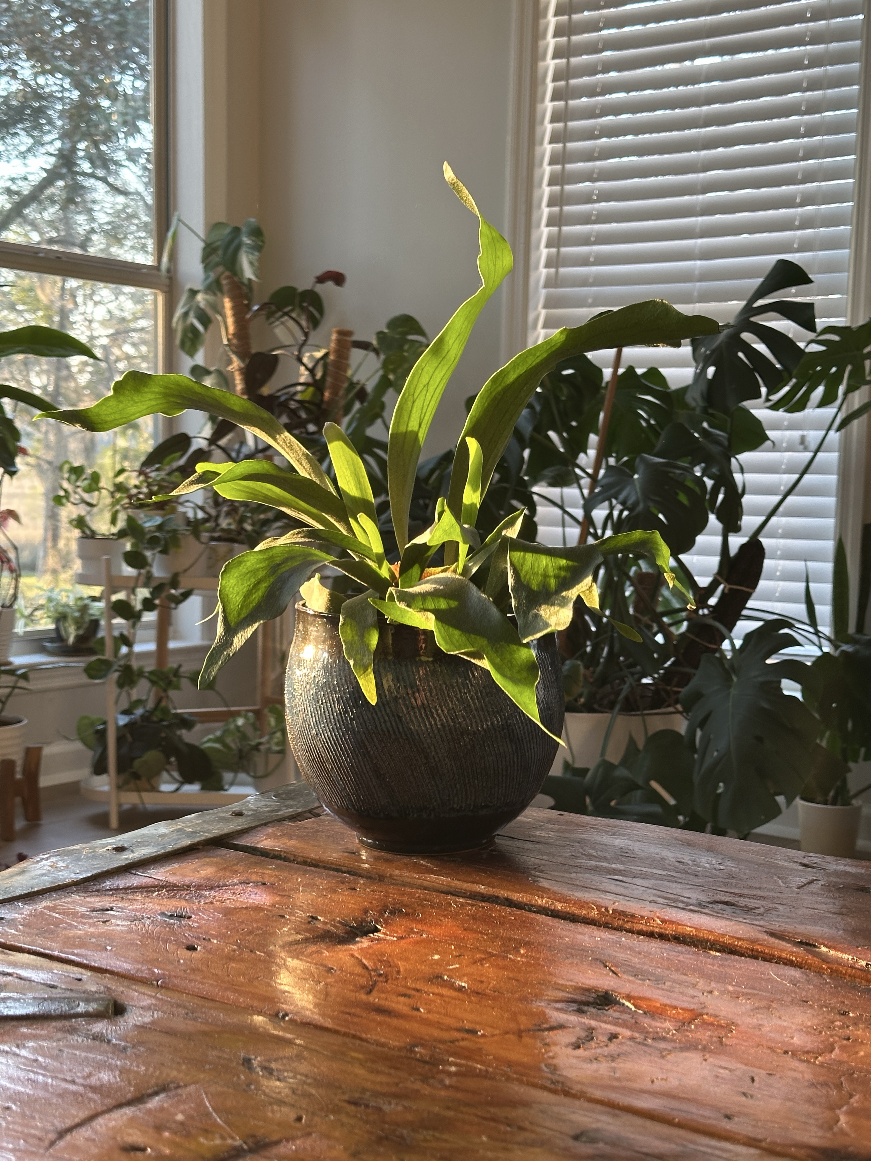 House Plant Community | House Plants | Digg