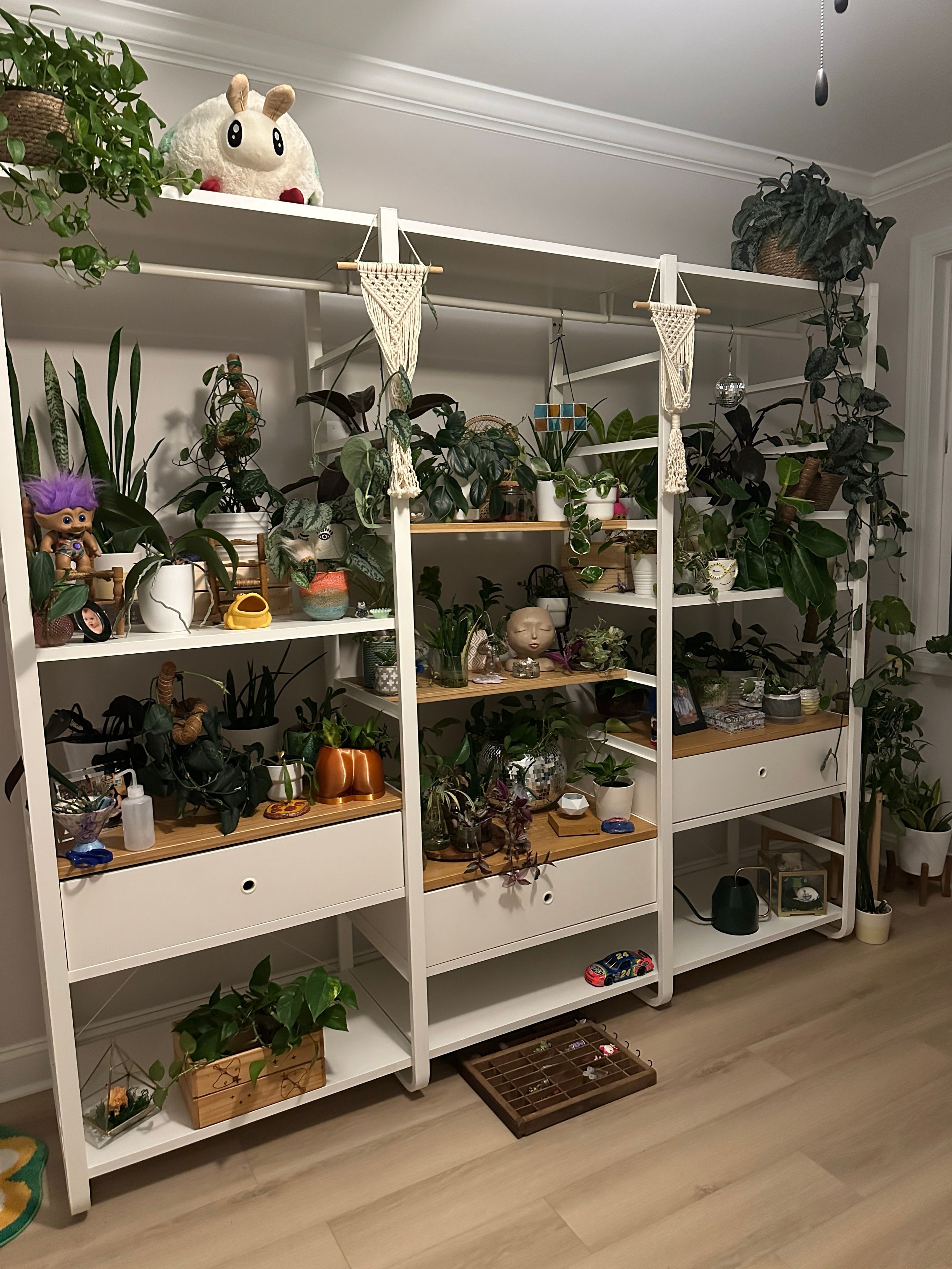 Collection! | House Plants | Digg