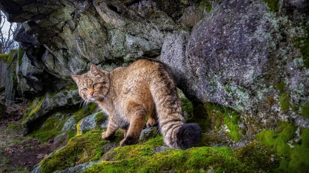 'This mysterious little beast is returning to our forests': Rare images ...