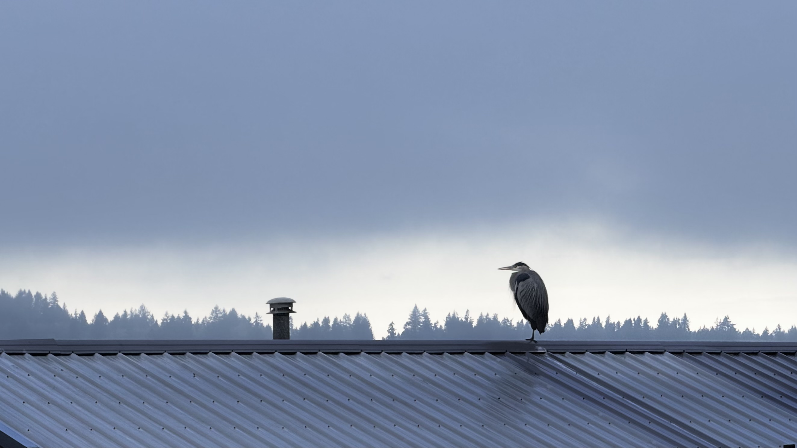 Great Blue Heron | photography | Digg