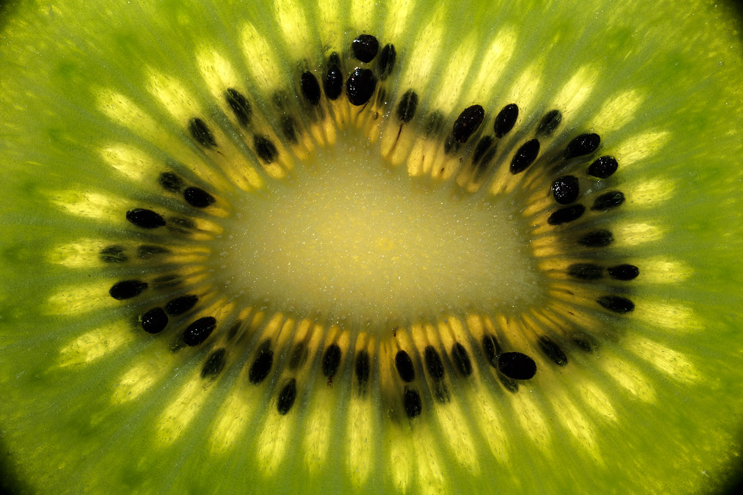 Kiwi up close and personal | photography | Digg