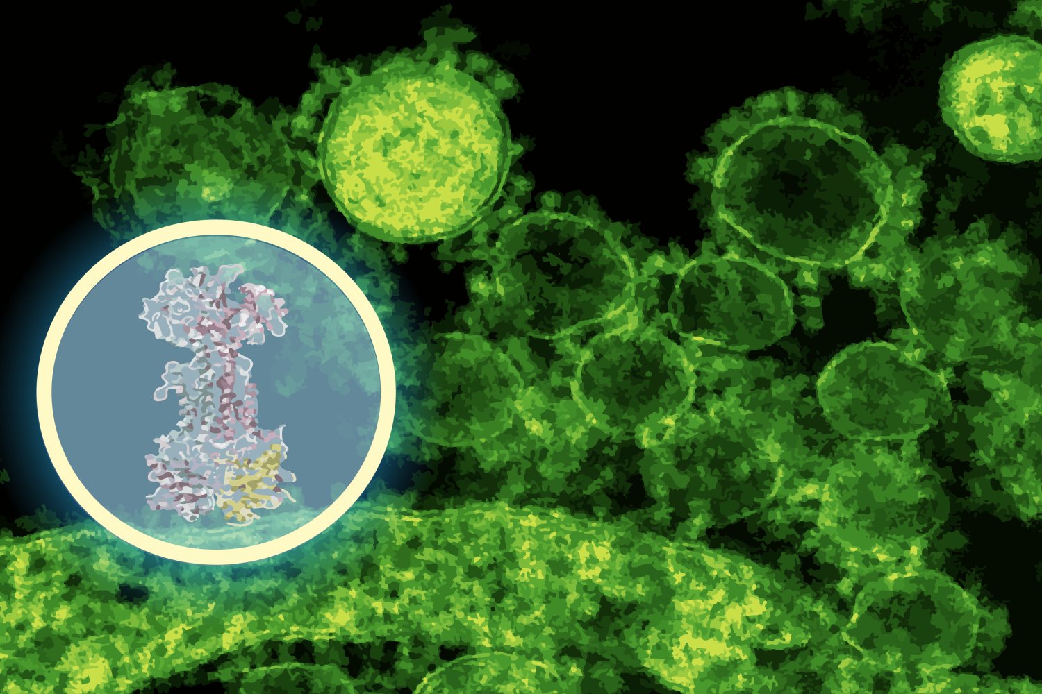 AI maps how a new antibiotic targets gut bacteria | MIT News ...
