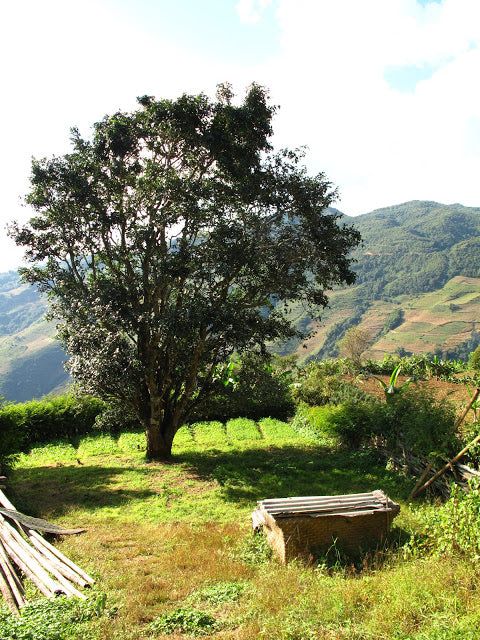 What happens when tea plants are left mostly undisturbed In Yunnan ...