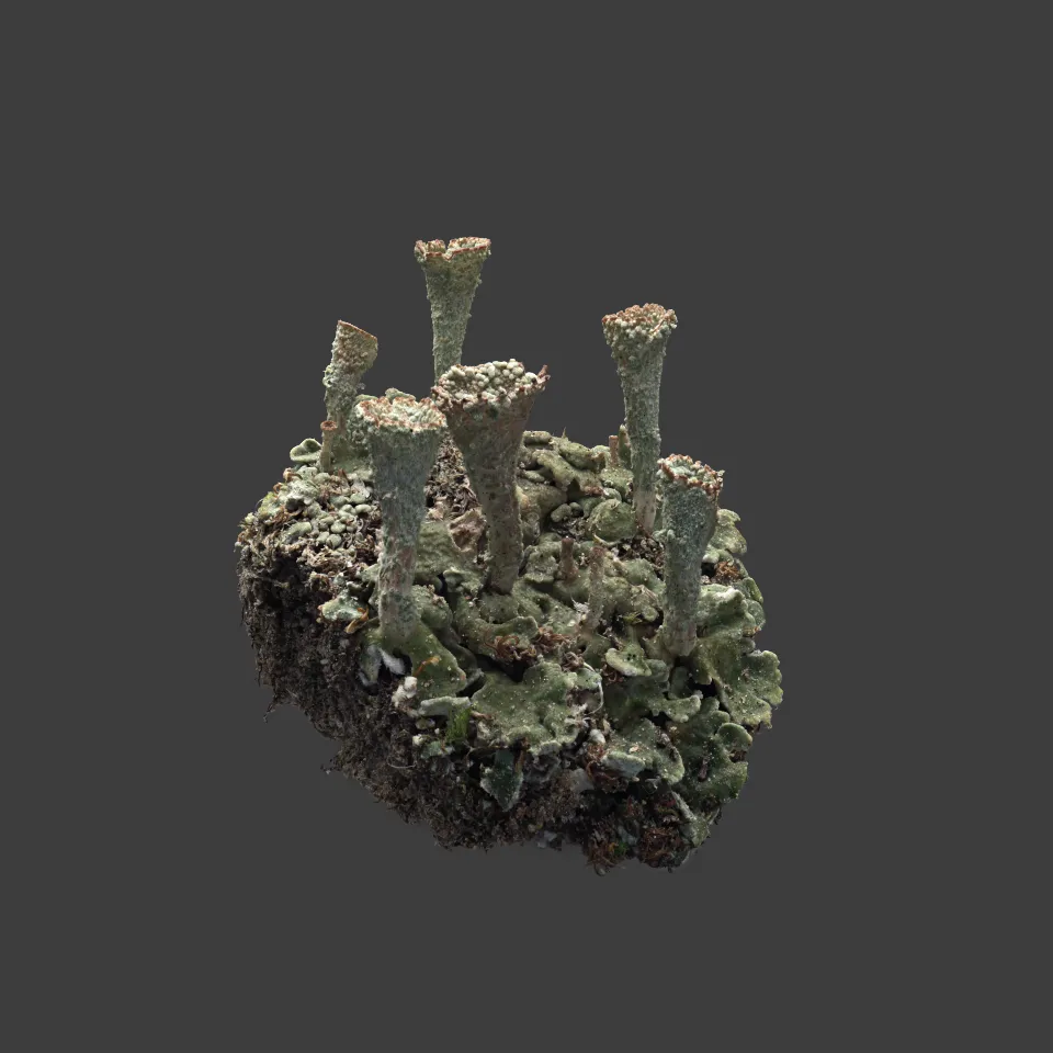 Gaussian Splats by Dany Bittel | technology | Digg