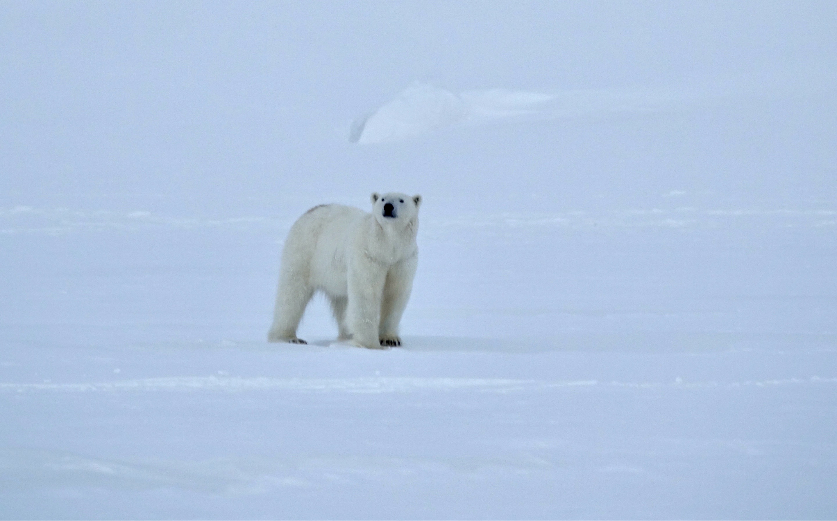Gotta love Svalbard | Travel | Digg